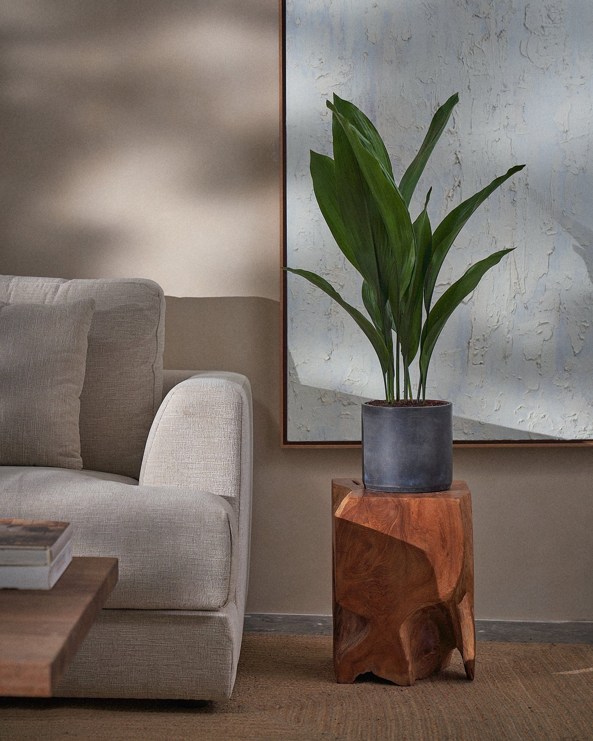 Cast Iron Plant, 70cm, Circle Pot – Indigo Living AE