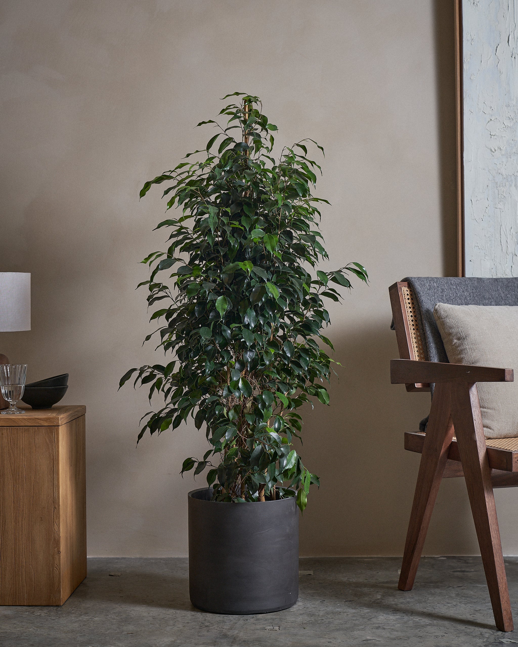 Teardrop Tree, 130cm, Circle Pot – Indigo Living AE